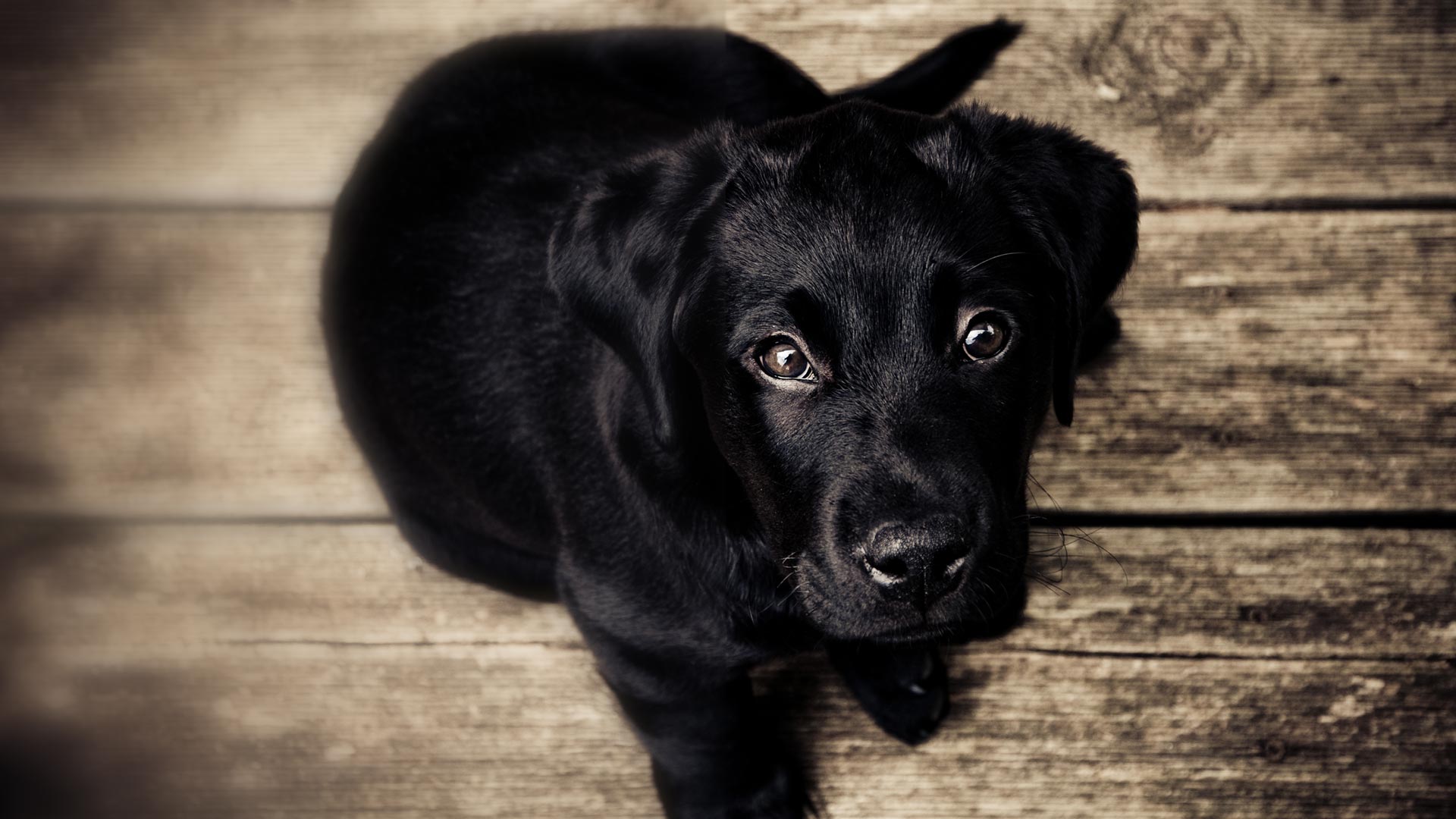 Rasy psů :: Psí svět